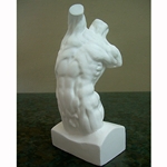FineArtStore.com - Sculpture and Modeling - Plaster Cast Models
