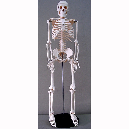 Human Skeleton Model 3D Human Skeleton Skeletal | CGTrader