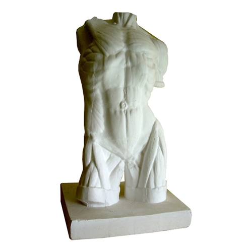 Plaster Cast Large Male Torso